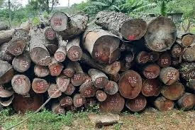 Ngày 2/7/2026, đấu giá gỗ thu hồi từ công tác đốn hạ, giải tỏa cây xanh ...